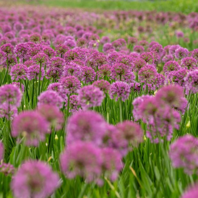 Allium Millenium | 1 Litre Garden Ready Plant