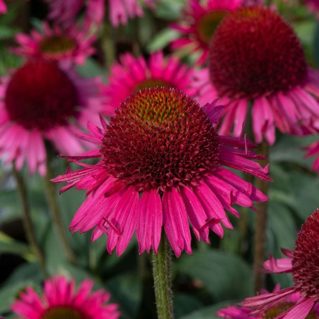 Echinacea Delicious Candy | 1 Litre Garden Ready Plant