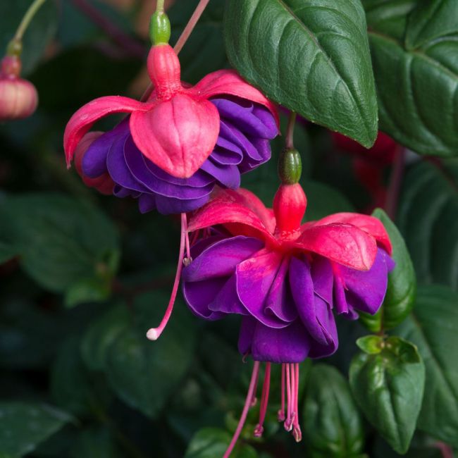 Fuchsia Trailing Dark Eyes | Tray of 84 Large Plug Plants
