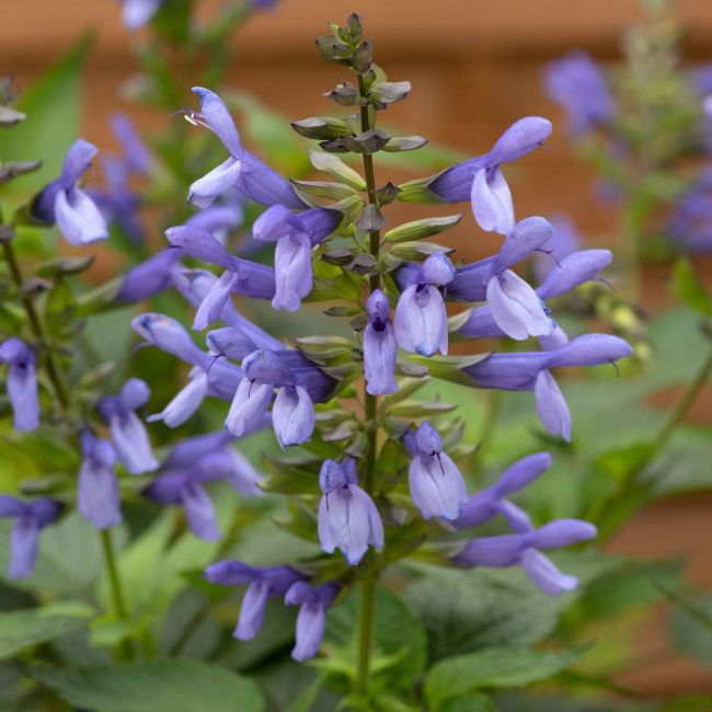 Salvia Salgoon Lake Como | 1 Litre Garden Ready Plant