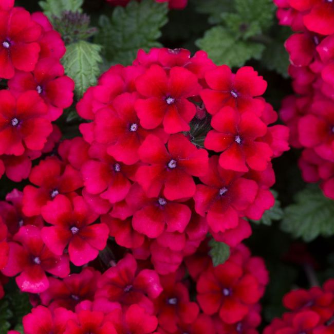 Verbena Showboat Crimson Velvet | Tray of 84 Large Plug Plants