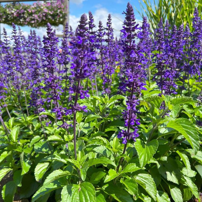 Salvia Mystic Spires | 1 Litre Garden Ready Plant