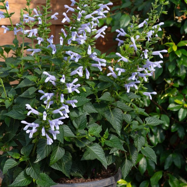 Salvia Salgoon Lake Silvretta | 1 Litre Garden Ready Plant