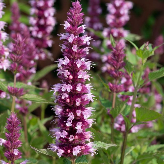 Agastache Beelicious Pink| 1 Litre Garden Ready Plant