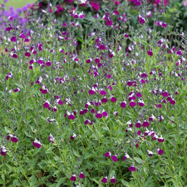 Salvia Amethyst Lips | 1 Litre Garden Ready Plant