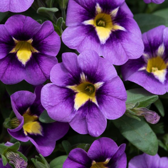 Calibrachoa Cabaret Special Bumble Bee Blue | Tray of 28 Value Large ...