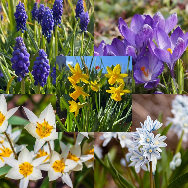 Spring Flower Bulbs Catalogs Spring Planting Bulbs | Summer Flowering