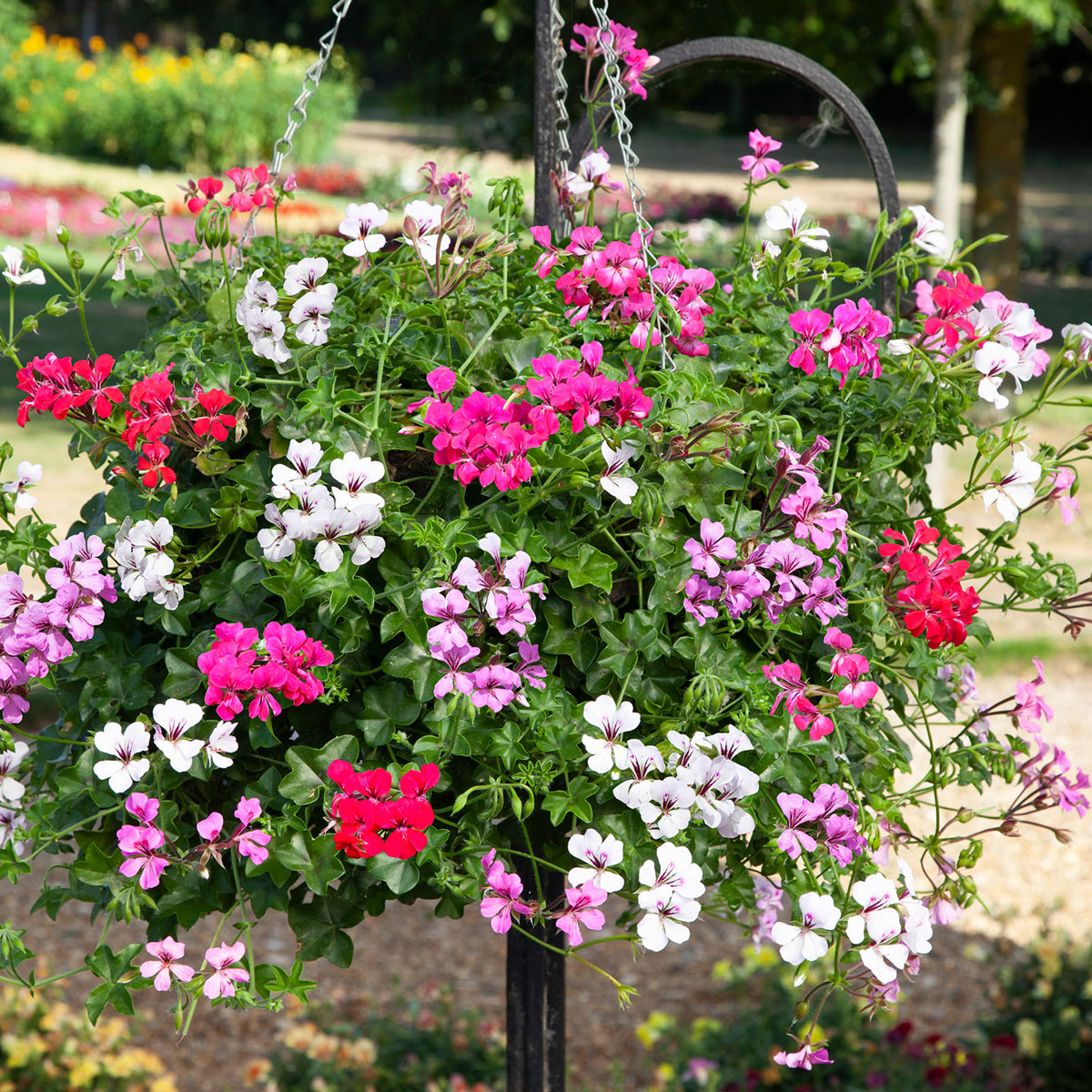 Ivy Leaved Geranium