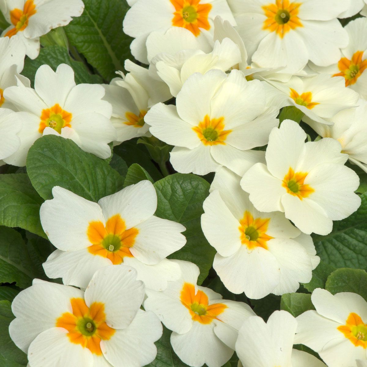 Wholesale Plug Plants