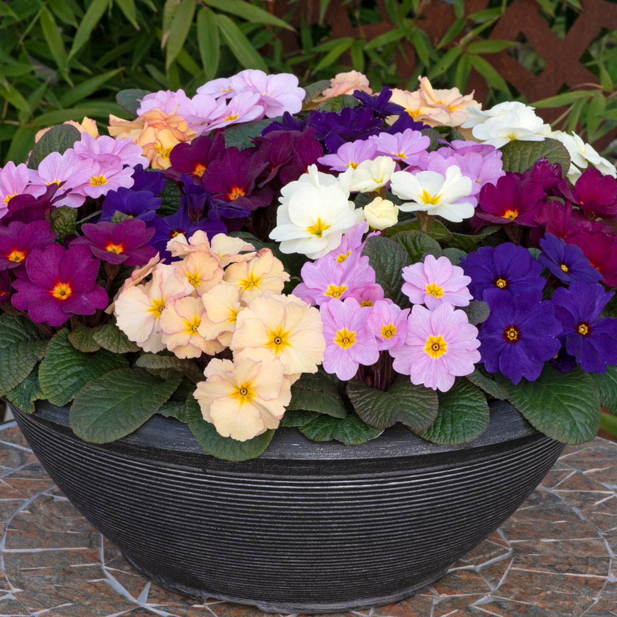 Bedding Plants: Discover Stunning Varieties for Your Garden | Buy Now