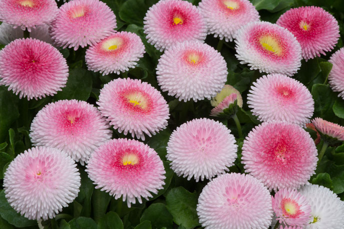 Brookside Nursery - UK Grown Bedding Plants, Plug Plants and Vegetable ...