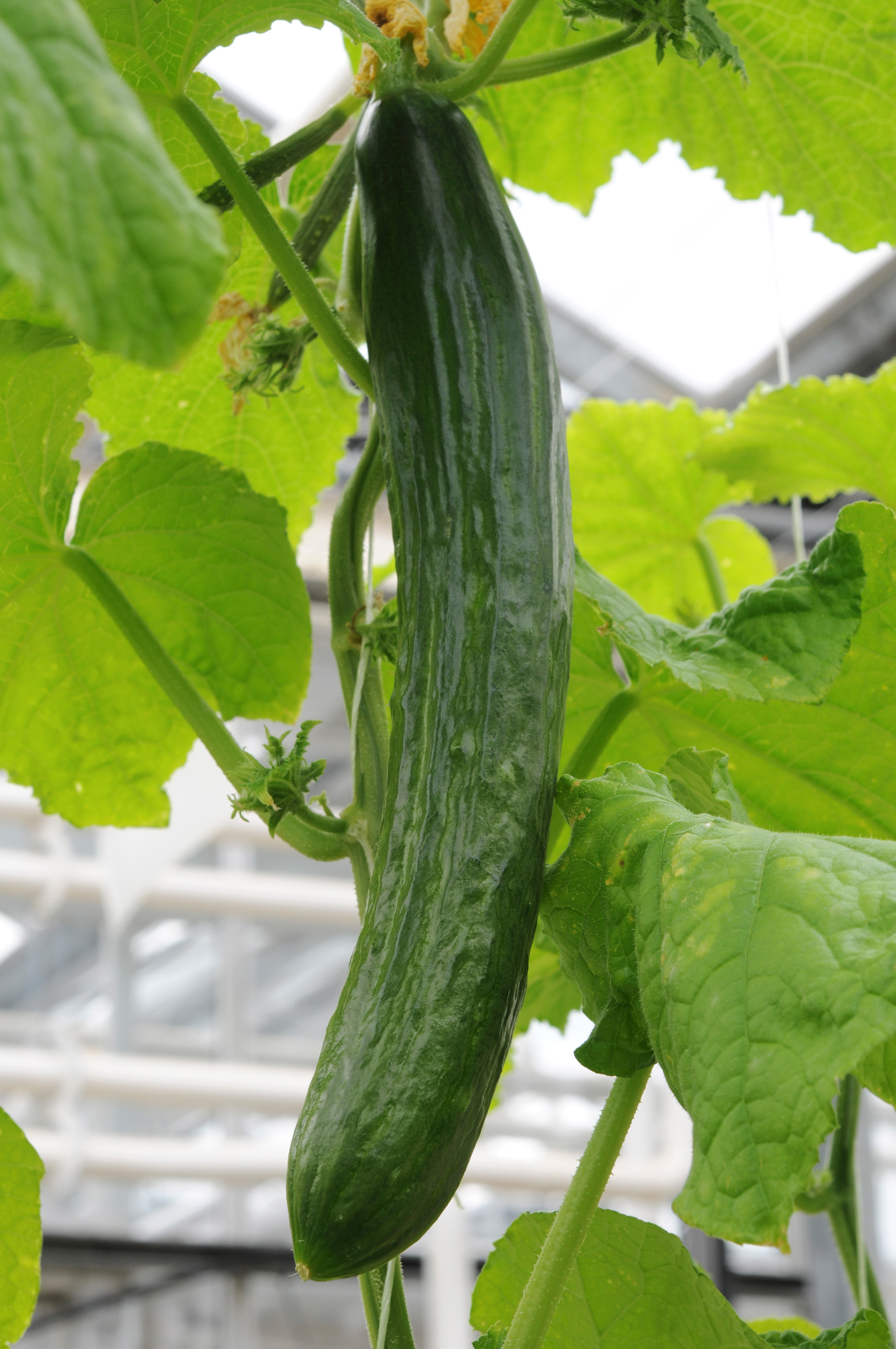 How to Grow Cucumbers