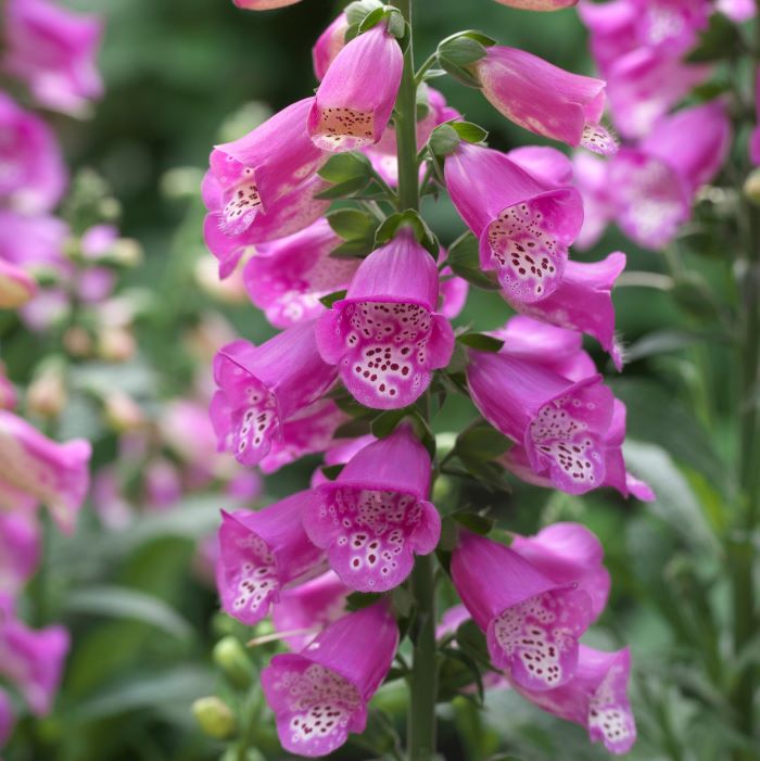 Brookside Nursery - UK Grown Bedding Plants, Plug Plants and Vegetable ...