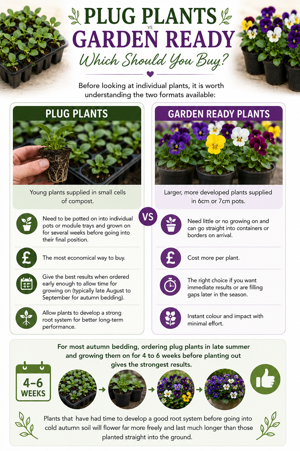 Autumn Bedding Plug Plants: The Complete Buying Guide