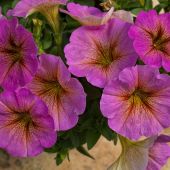 Brookside Nursery - UK Grown Bedding Plants, Plug Plants and Vegetable ...