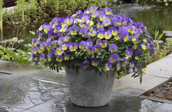 Brookside Nursery - UK Grown Bedding Plants, Plug Plants and Vegetable ...