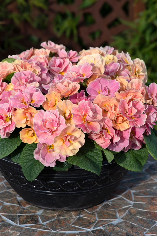 Brookside Nursery - UK Grown Bedding Plants, Plug Plants and Vegetable ...