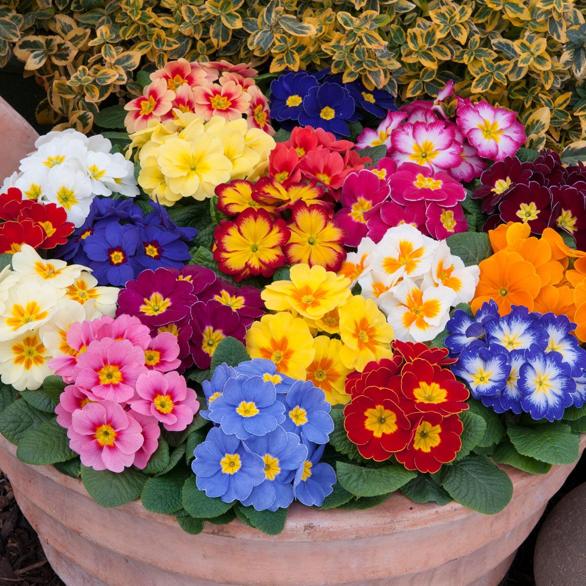 Brookside Nursery - UK Grown Bedding Plants, Plug Plants and Vegetable ...