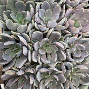 Brookside Nursery - UK Grown Bedding Plants, Plug Plants and Vegetable ...