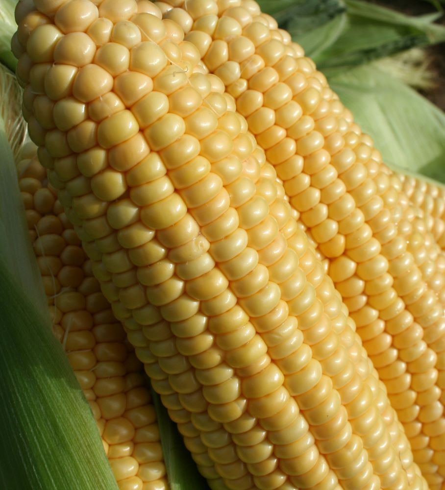 How to Grow Sweetcorn