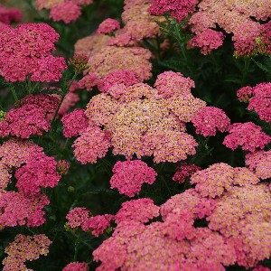 Brookside Nursery - UK Grown Bedding Plants, Plug Plants and Vegetable ...