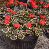 Brookside Nursery - UK Grown Bedding Plants, Plug Plants and Vegetable ...