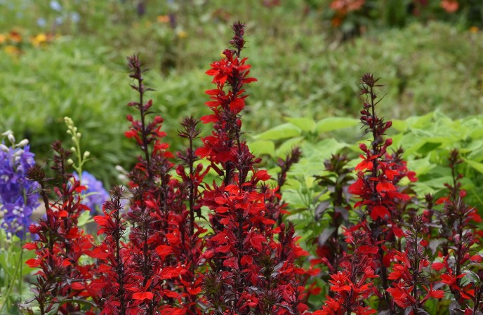 Brookside Nursery - UK Grown Bedding Plants, Plug Plants and Vegetable ...