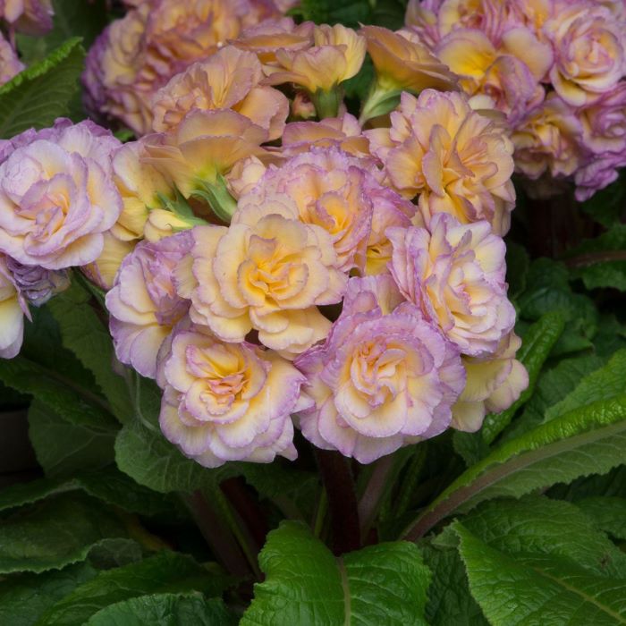 Brookside Nursery - UK Grown Bedding Plants, Plug Plants and Vegetable ...