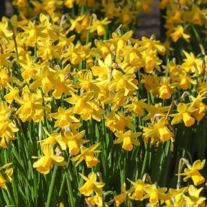 Brookside Nursery - UK Grown Bedding Plants, Plug Plants and Vegetable ...