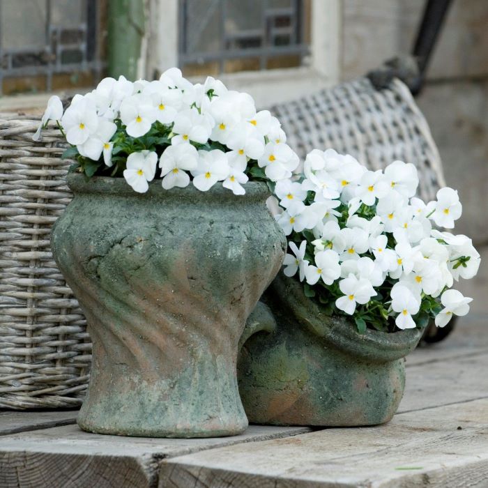 Brookside Nursery - UK Grown Bedding Plants, Plug Plants and Vegetable ...