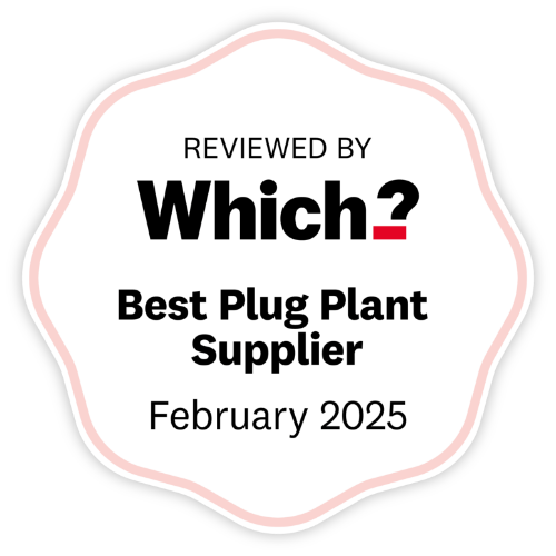 Autumn & Winter Bellis: Charming Cold-Weather Blooms for Your Garden